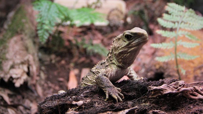 Kafe bat lau gene-koskorrekin, mesedez - Zientzia Kaiera