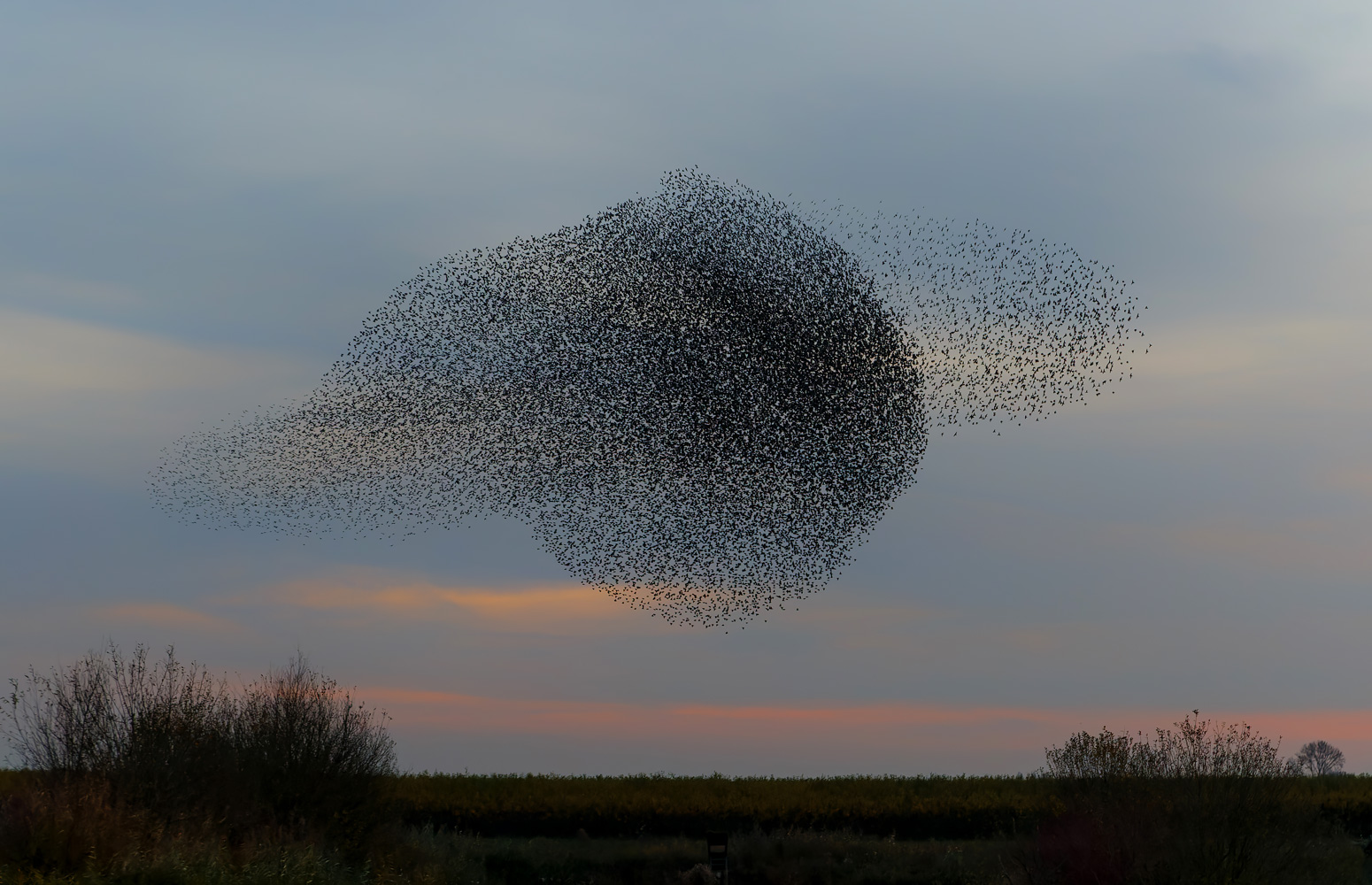 Zelulak autoantolaketa globalaren bidez mugitzen direla frogatu dute ...